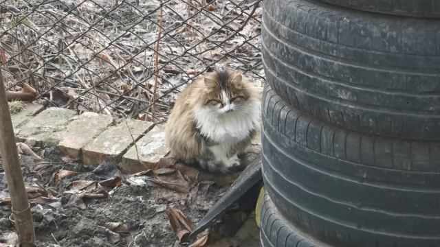 A very fluffy kitty || Пушистая кошечка