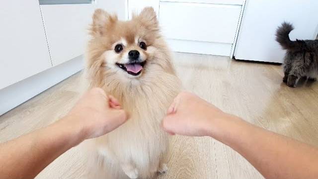 Играем с Басей в угадайку! Победит ли она?