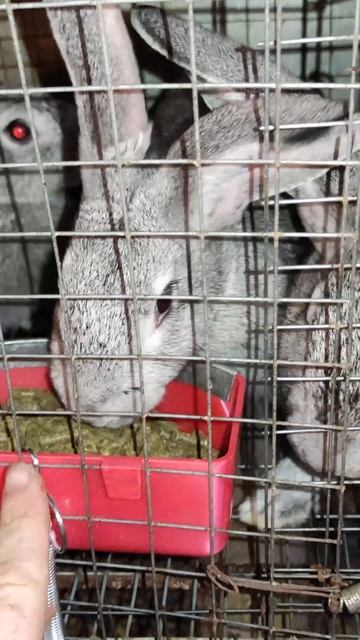 Сколько жрет кролик?