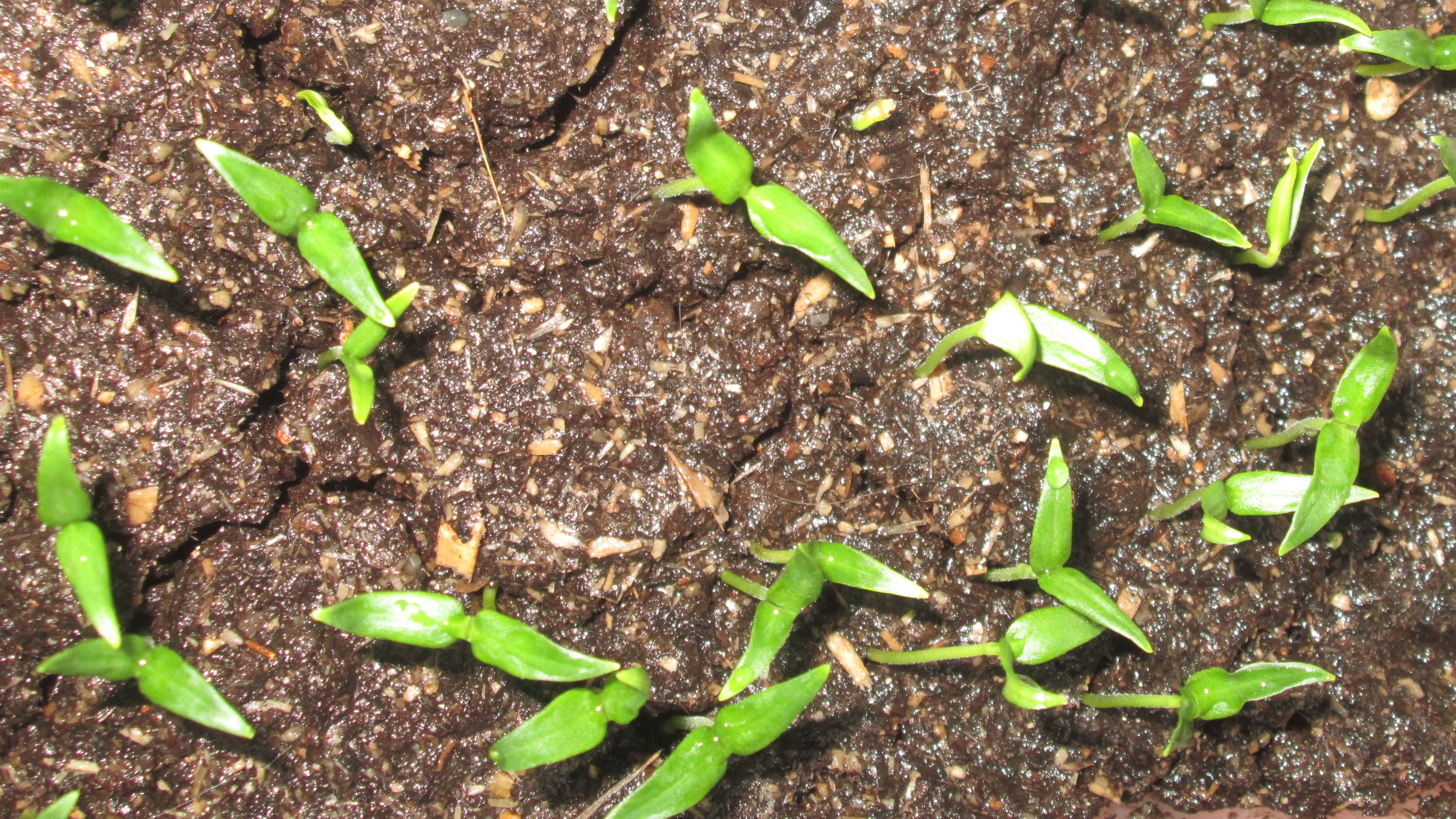 Всходы перца