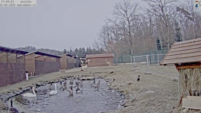 Козлик - хромоножка догонял косулю - хотел показать ей  чудеса акробатики