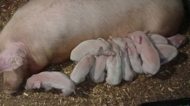 Деревенские хлопоты 8/25