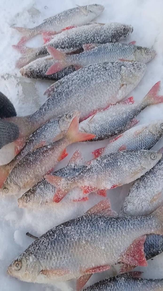 Нарвались на краснопёрку 🐡 тот момент когда рыбалка в кайф 🎉