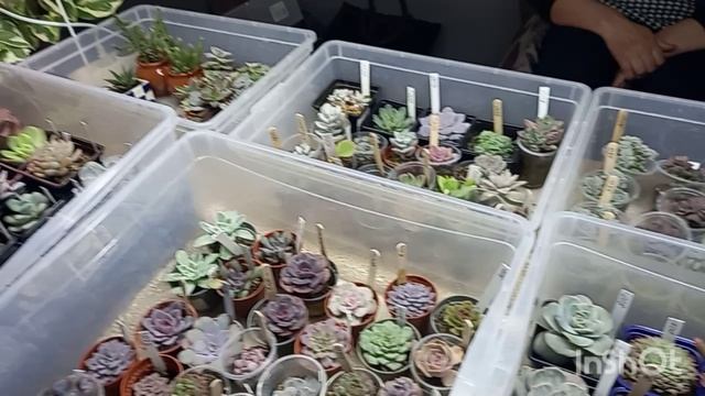 Выставка цветов. Февраль ст.Ленинградская