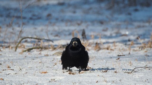 Заметки кавказского натуралиста. 11.02.25 Ессентуки