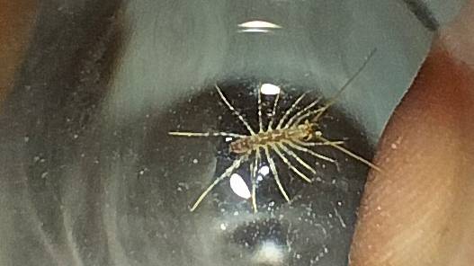 Scutigera Coleoptrata (ч.1)