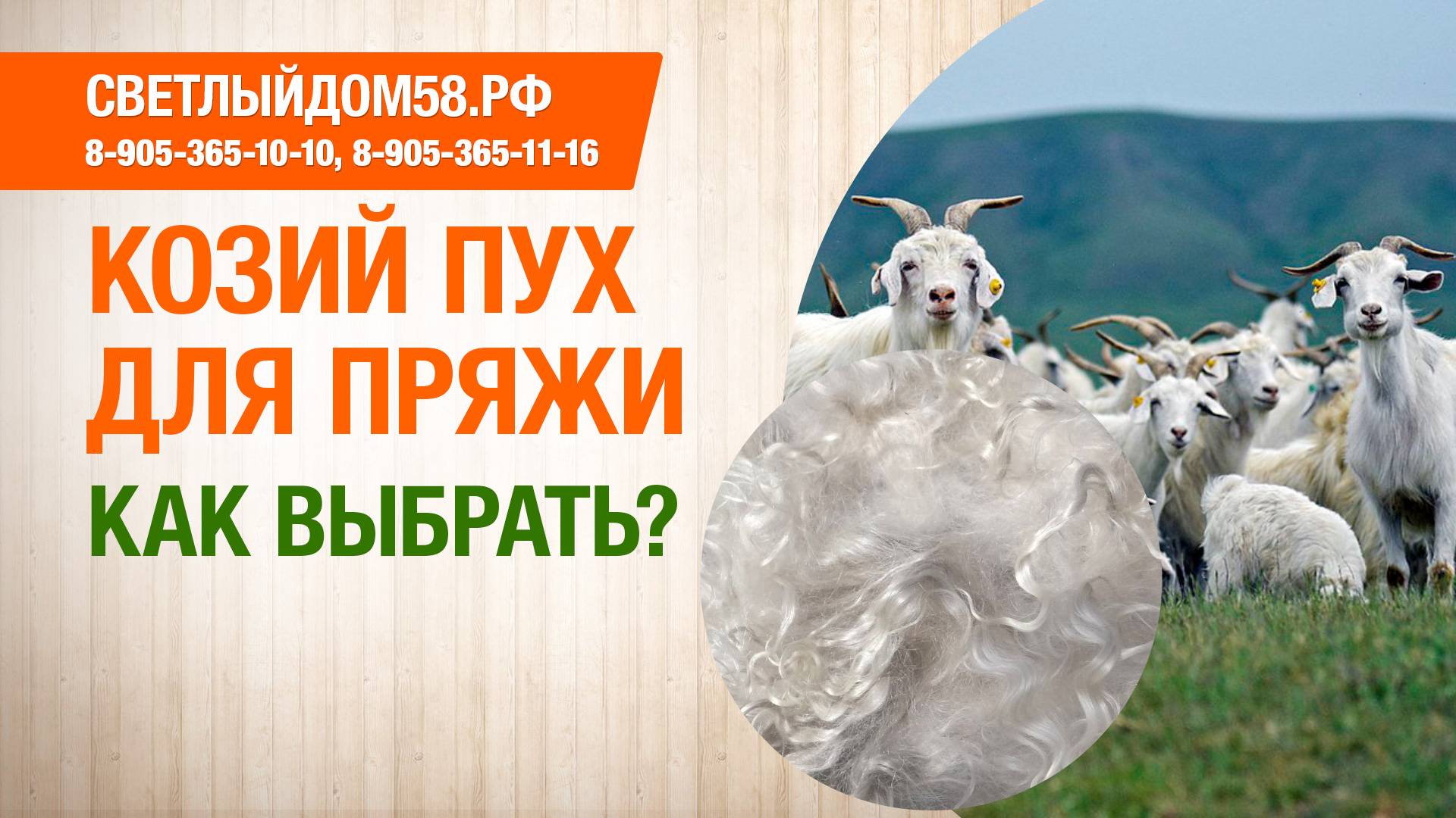 Козий пух для пряжи (виды). Обзор козьего пуха породистых коз. Как выбрать козий пух?