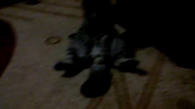 Кот Боня поздравляет с 23 февраля!