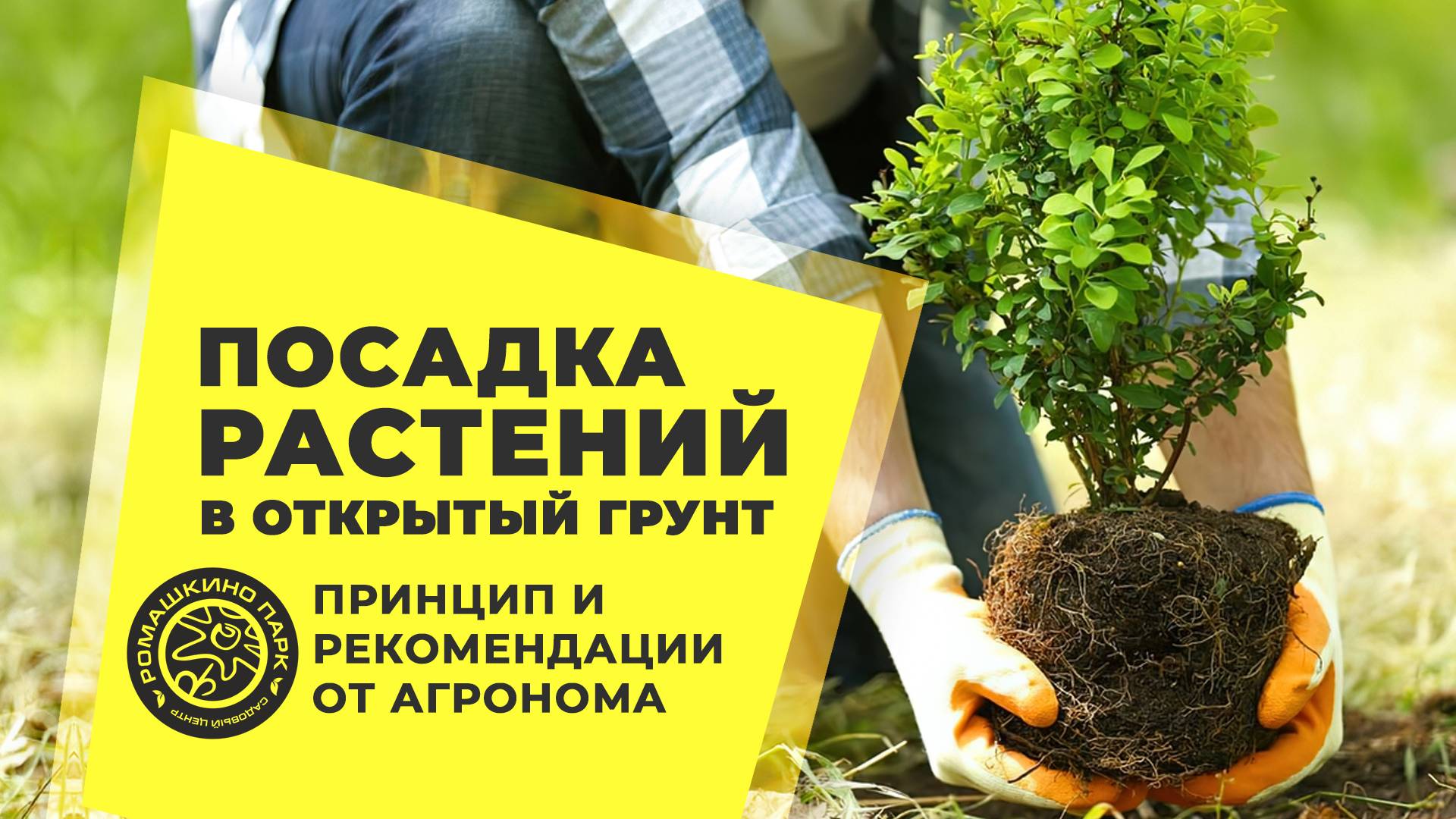 Посадка растений в открытый грунт: советы и рекомендации от агронома