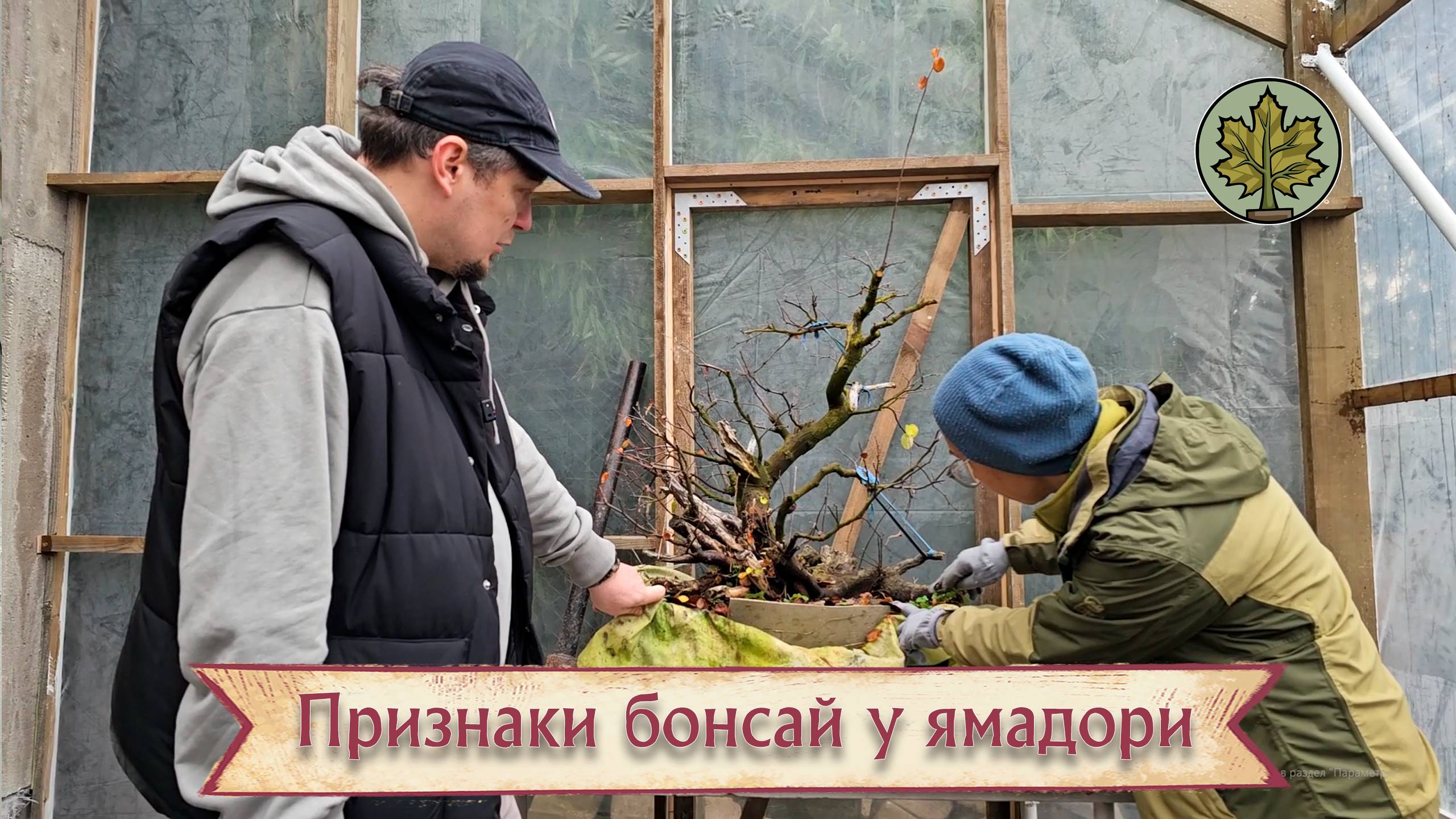 Важные признаки бонсай / восемь деревьев ямадори
