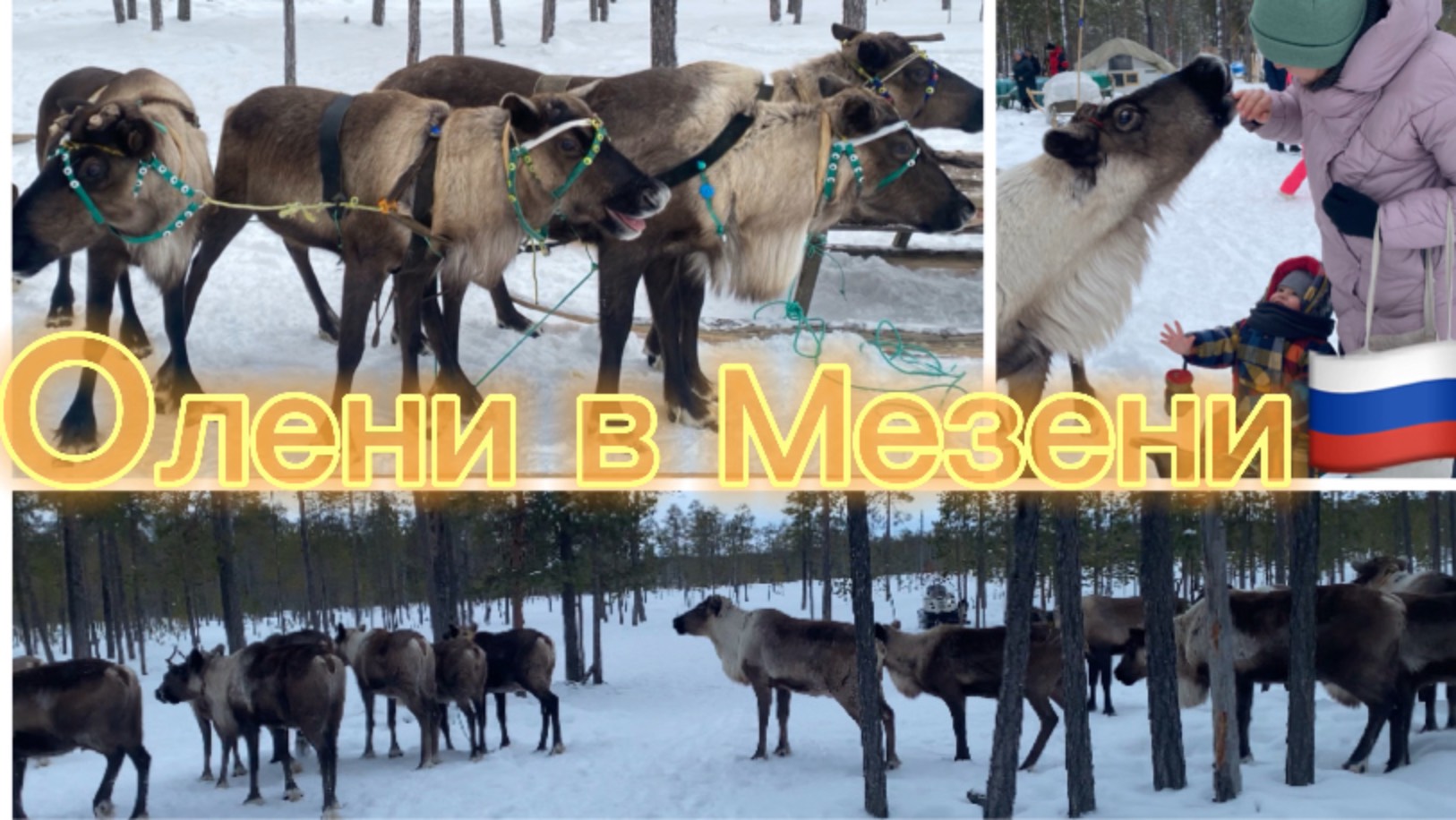Oлень в Мезени _ -Архангельск Область Россия  🌲 ❄️🦌   🇷🇺