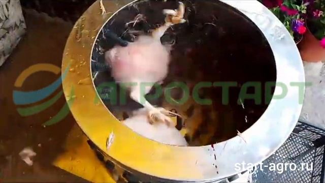 Перосъемная машина NT600A подходит для кур бройлеров. Отзыв покупателя. АГРОСТАРТ.