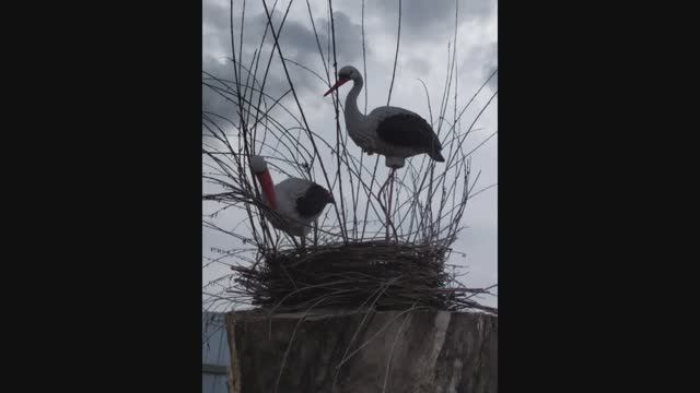 Браво-страусиная ферма (В мире животных)
