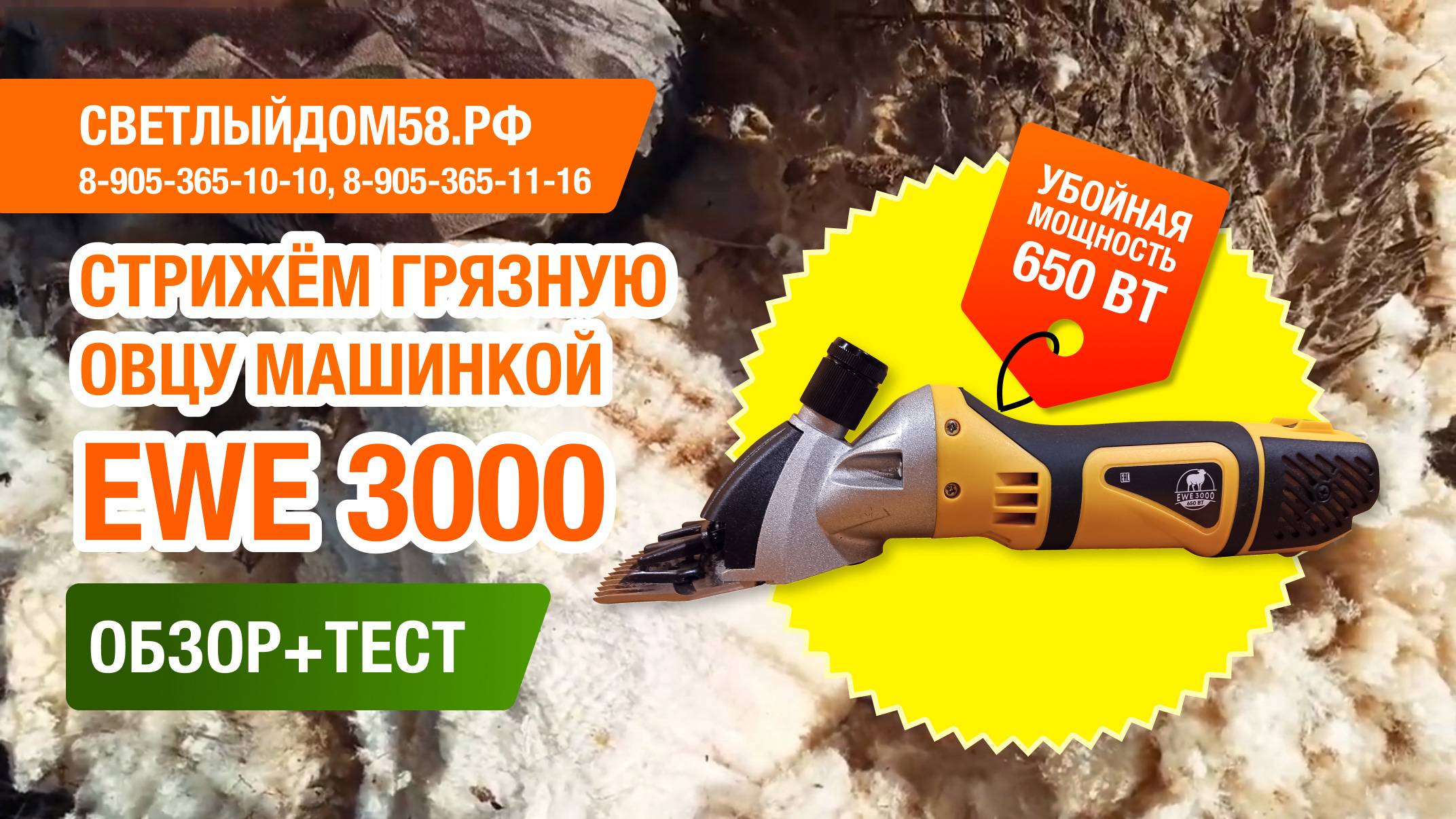 Стрижем овцу машинкой EWE 3000. Жесткий тест: очень грязная овца. Машинка для стрижки овец EWE 3000
