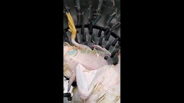 Ощип уток мулард перосъемная машина nt600a.