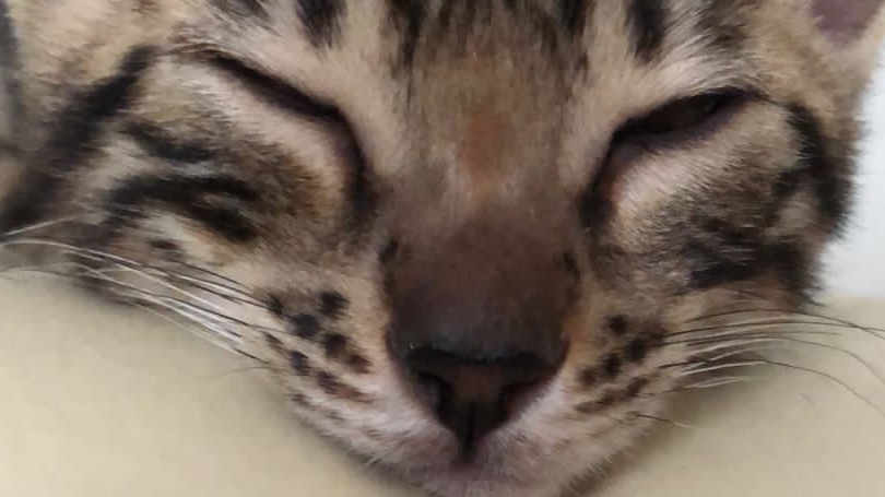 играем в fancade