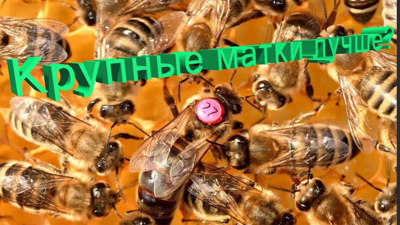 Крупные пчеломатки — преимущества и мифы | Профессор Кашковский