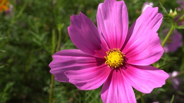 Захватывающие цвета природы в 4K
Музыка для медитации