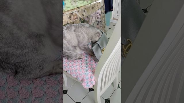 Кошечка Буся и косметичка)