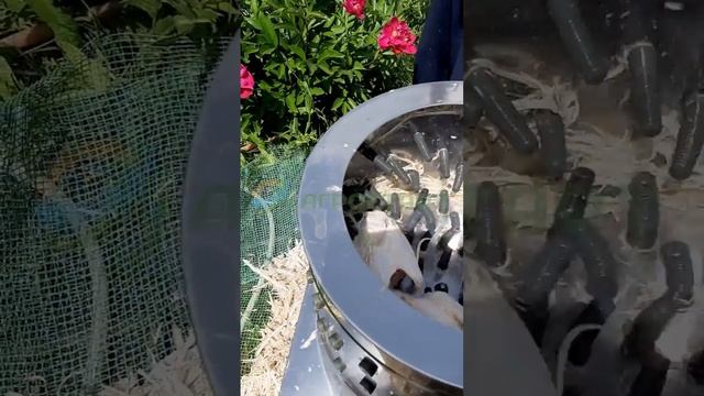 Перосъемная машина NT600a ощип утки Мулард. Агростарт. Отзыв покупателя. Июнь 2022г.