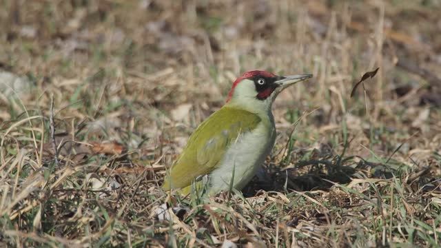 Заметки кавказского натуралиста 13.02.25 Ессентуки