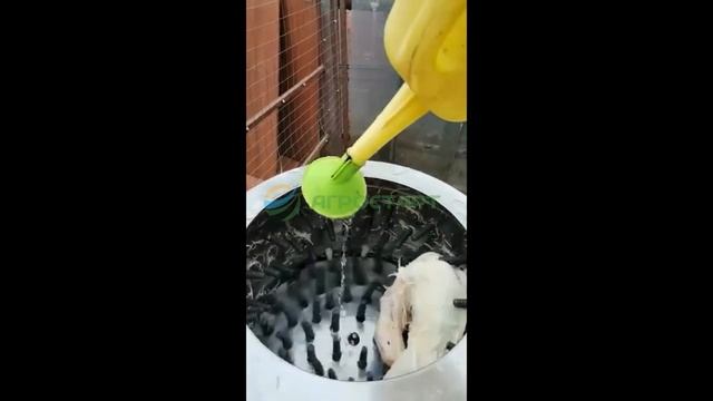 Ощип гуся в перосъемной машине NT600a