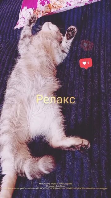 У кошечки Буси релакс)