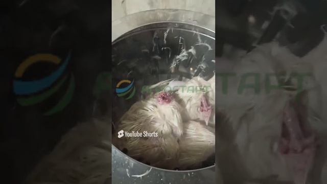 Как быстро ощипать бройлеров. Перосъемная машина NT600A. Отзыв покупателя. АГРОСТАРТ