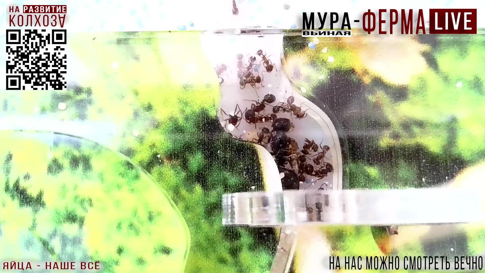 МУРА-ферма LIVE.Бункер 6.Муравьиная ферма. Матка в норке! Муравьи Жнецы.+радио "Мураши LIVE".