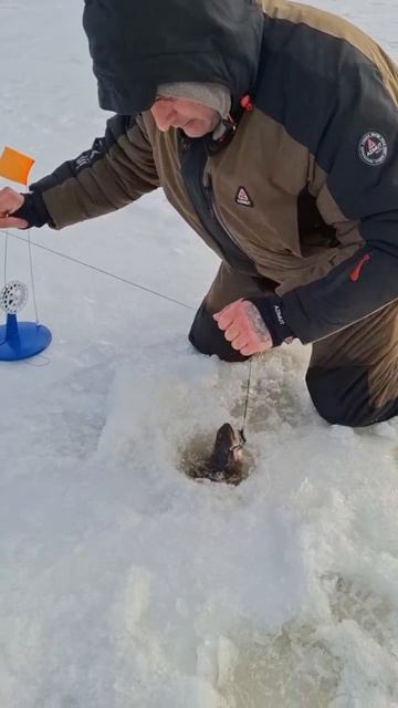 щука на маленьком озере в Карелии.