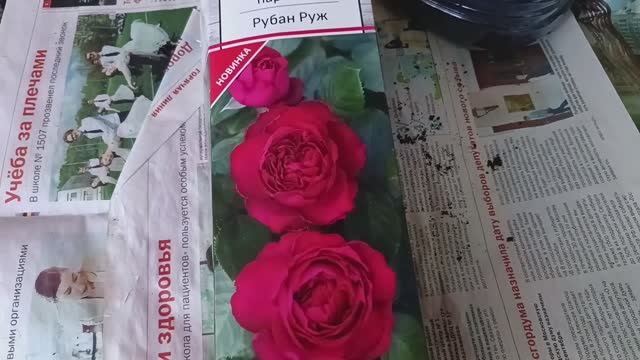 Распаковываю парковую розу Рубан Руж. Показываю в каком состоянии корни. Обзор февраль 2025.