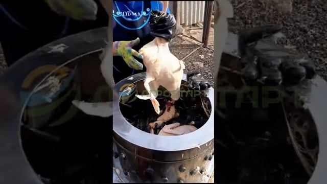 Новый способ ощипа утки породы СТ-5, возраст 5 месяцев! Бесценный опыт наших покупателей. АГРОСТАРТ