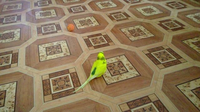 КАК ИГРАЕТ ВОЛНИСТЫЙ ПОПУГАЙ!? ВЕСЕЛЫЕ ИГРЫ ВОЛНИСТОГО ПОПУГАЯ! Но все таки УКУСИЛ меня попугай!