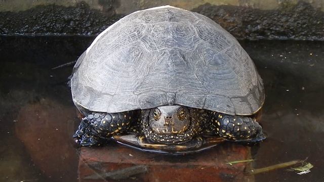 Черепаха Европейская болотная