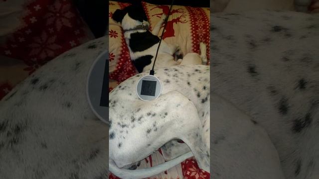 Отопление в автопалатке (PLANAR 44D-12-GP-S + автопалатка Ястреб)