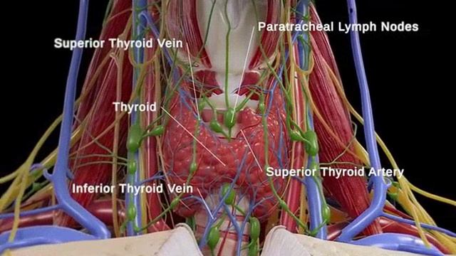 🚑Пять советов от эндокринолога для улучшения вашего здоровья🚑👉В ОПИСАНИЕ👈