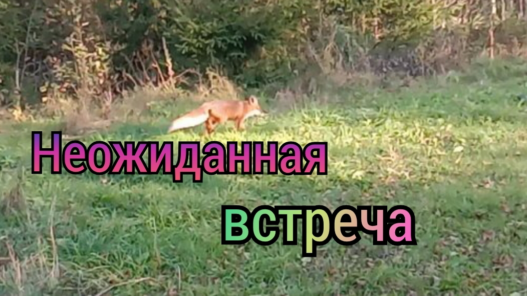 Неожиданная встреча