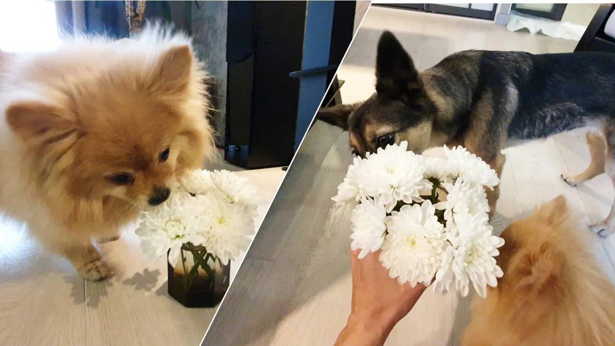 Бася ест цветы и учит этому Заю!