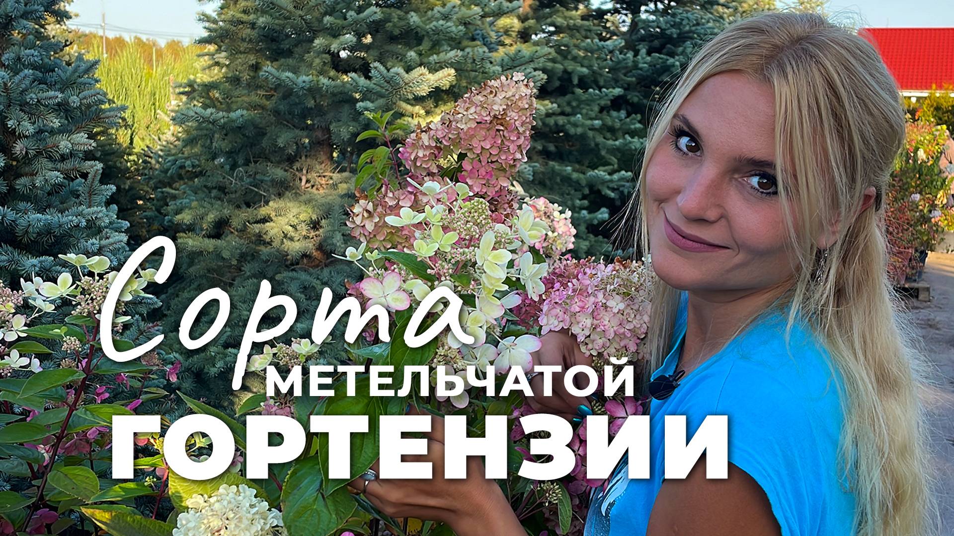 Сорта гортензии метельчатой в Ромашкино Парк: цветение на пике декоративности