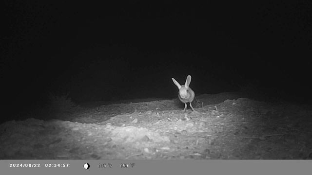 УСТЮРТ 
НОЧНАЯ ЖИЗНЬ