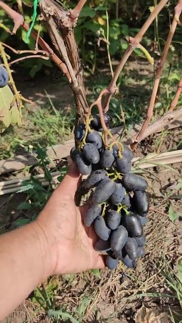 Виноград Академик или Памяти Дженеева