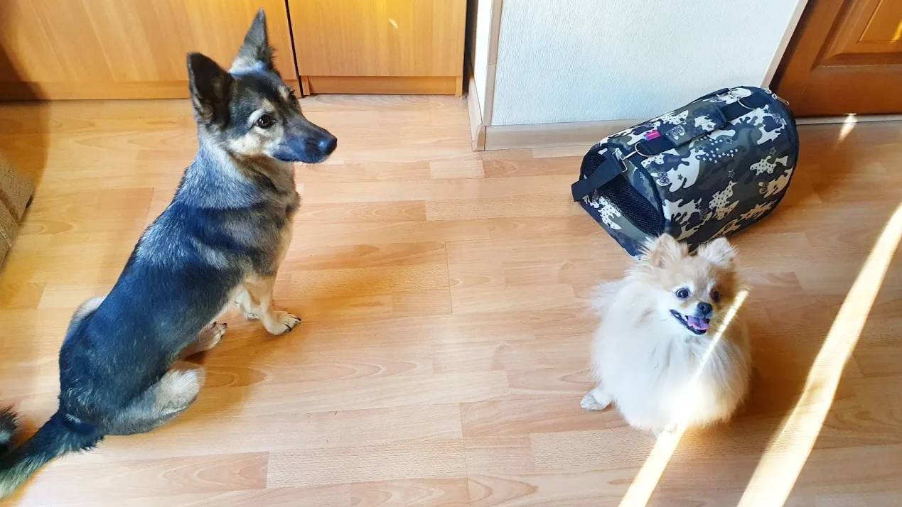 Шпиц Бася и ее подруга Зая провожают кошку Мусю!