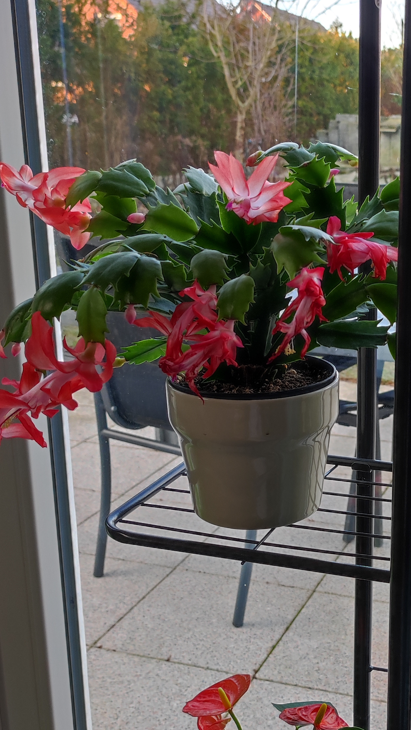 Как заставить цвести декабрист