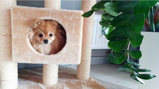 Шпиц захватил кошачий домик и не отдает!