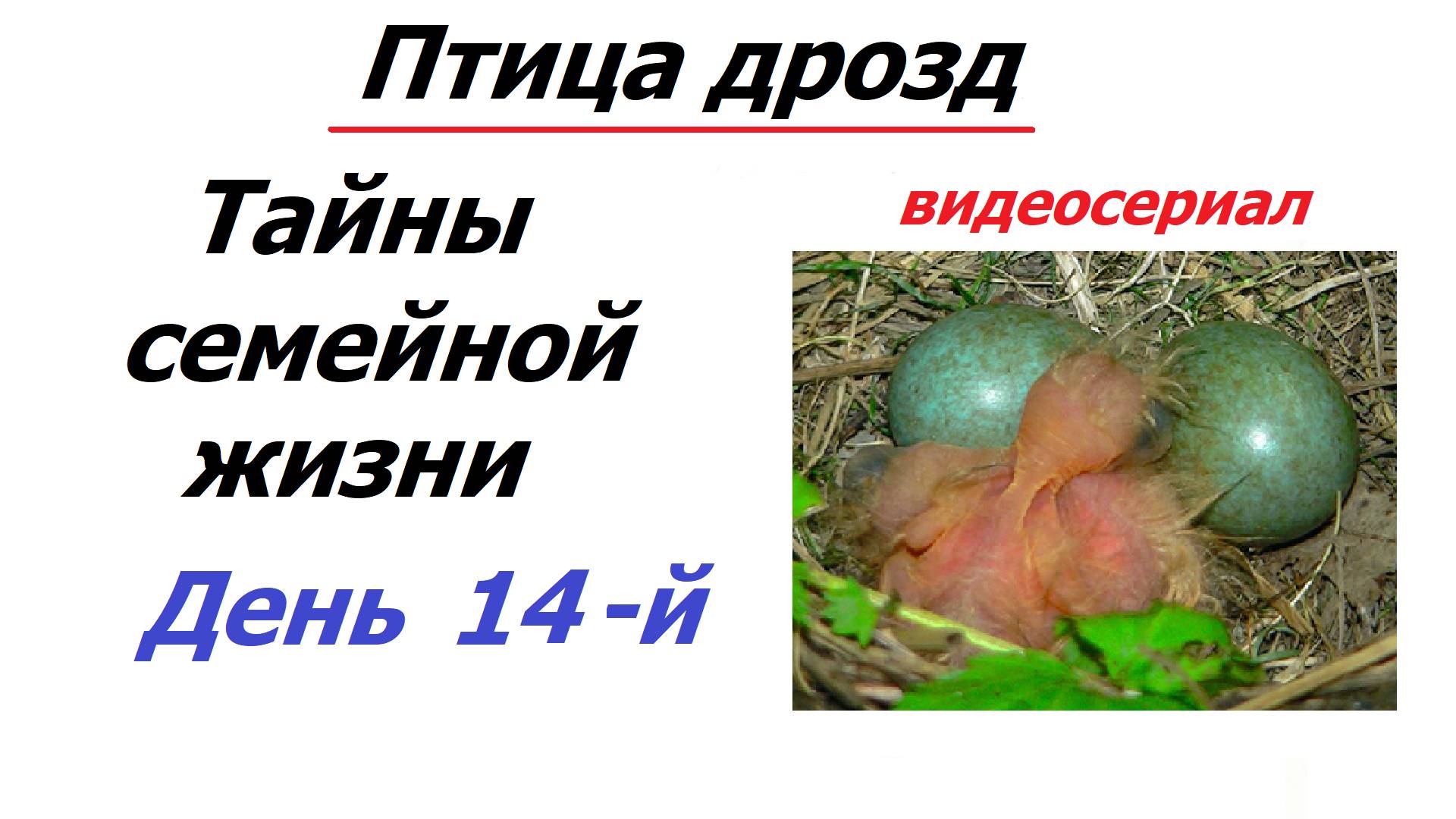 История одной птичьей семьи. День 14-й. Сериал