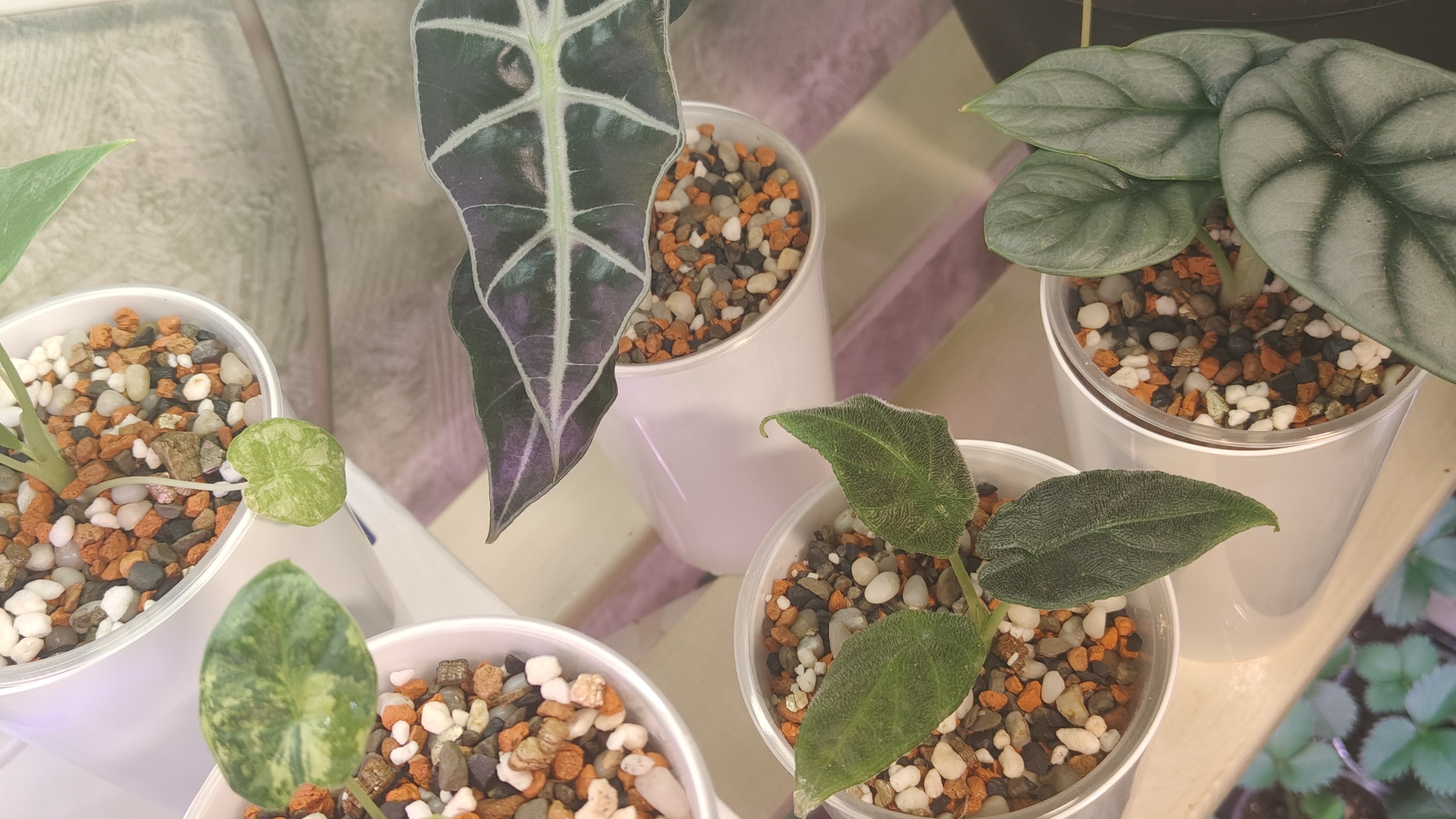 Не обошла меня мода на алоказии 😊 взяла себе 6 шт. Еще не любовь, но симпатия, посмотрим подружимся