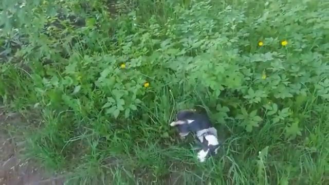 Вечерняя Прогулка С Хвостиком, сирень цветет, релакс. Рената Смирнова. Рига