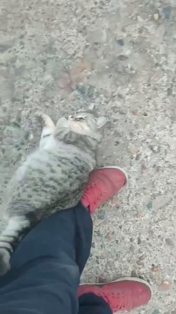 15. Терентьева Екатерина - «Соседский кот, который гуляет сам по себе»