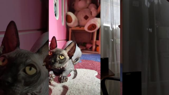 17. Иванова Екатерина - «"Пушистый" красавец Марсель»