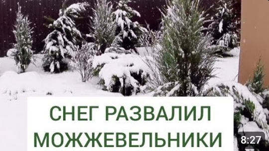 СНЕГ РАЗВАЛИЛ МОЖЖЕВЕЛЬНИКИ. 23.11.2024г.